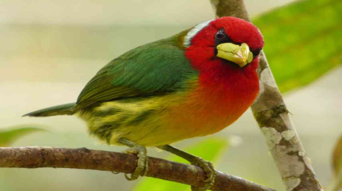 Mayo, mes de las aves: Entrevista al Dr. Thomas Valqui, | Científicos ...